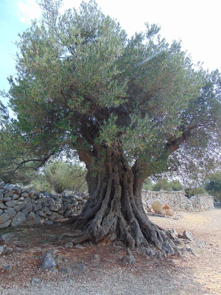 Olive tree from Lun, Croatia on September 16, 2020 at 03:03 PM by ...