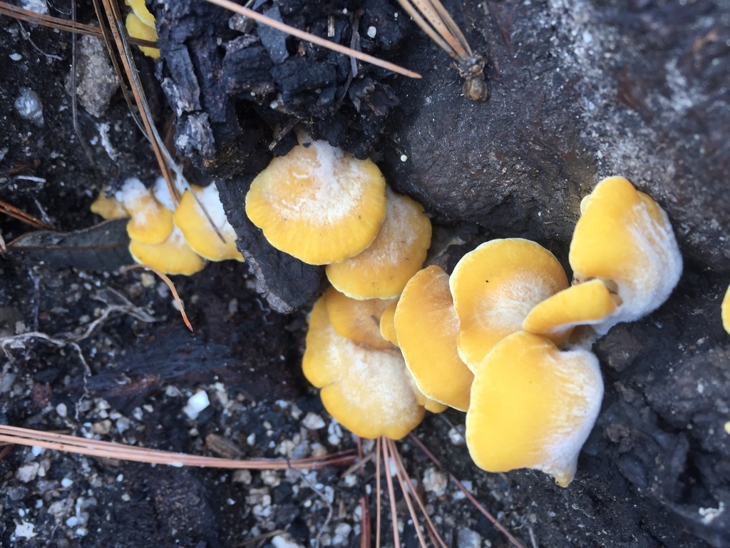 MyCoPortal Detailed Collection Record Information