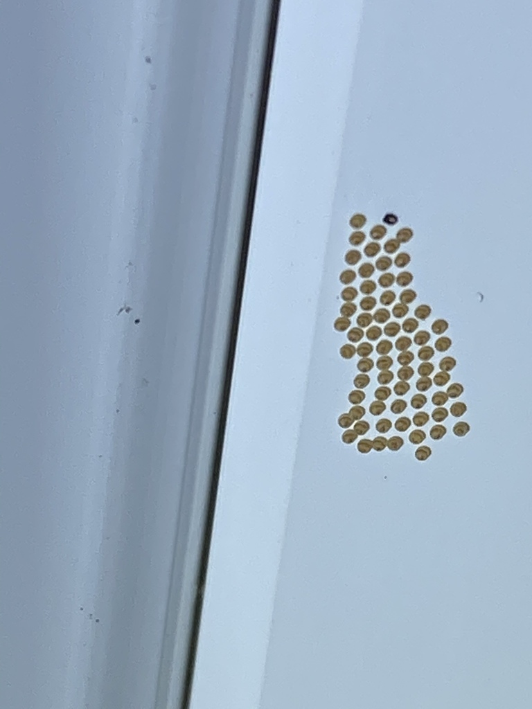 Insects from Long Island, Massapequa, NY, US on September 16, 2020 at ...