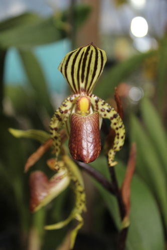Supard's Paphiopedilum (Paphiopedilum supardii) · iNaturalist