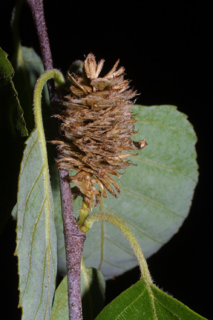 River Birch (LA Urban Forest Program) · iNaturalist
