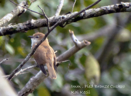 Little Bronze-Cuckoo (Pied) (Subspecies Chrysococcyx minutillus ...