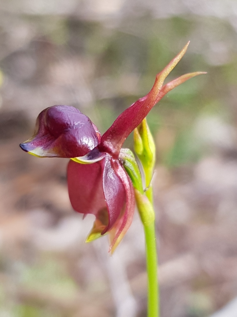 Large Flying Duck Orchid in September 2020 by Dion Maple · iNaturalist