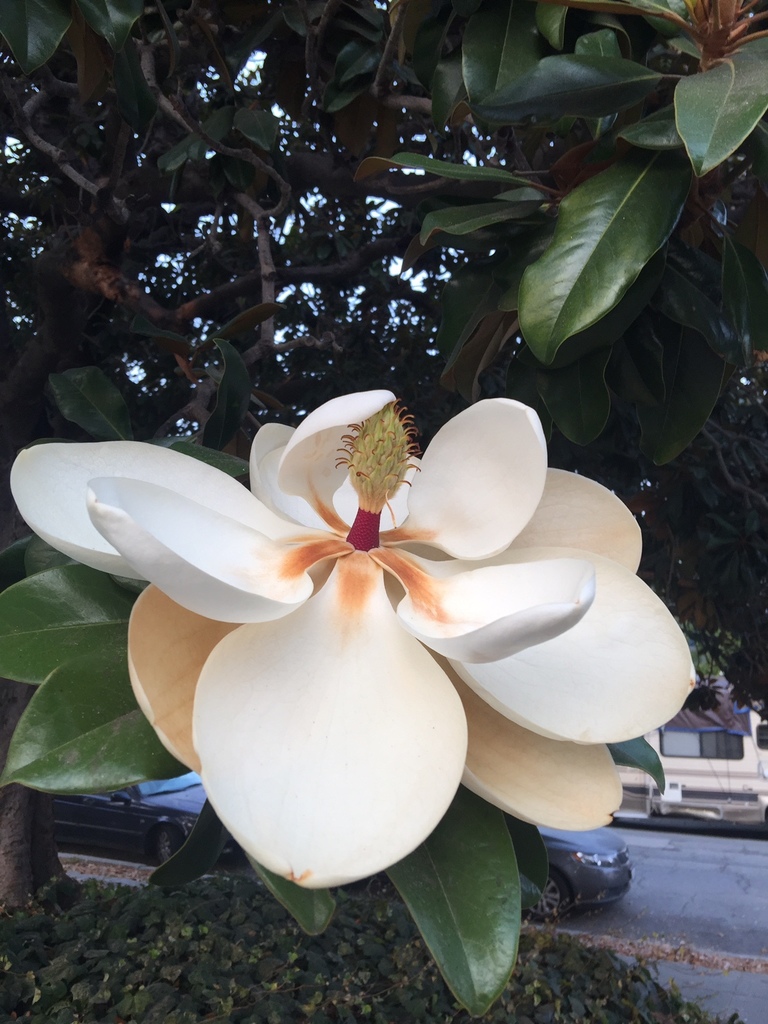 Magnolia común desde FM Smith Park, Oakland, CA, US el 14 de septiembre ...
