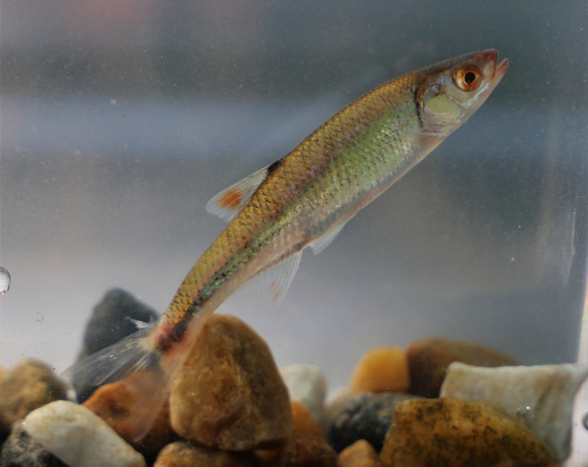 Lythrurus ardens (Cope, 1868)