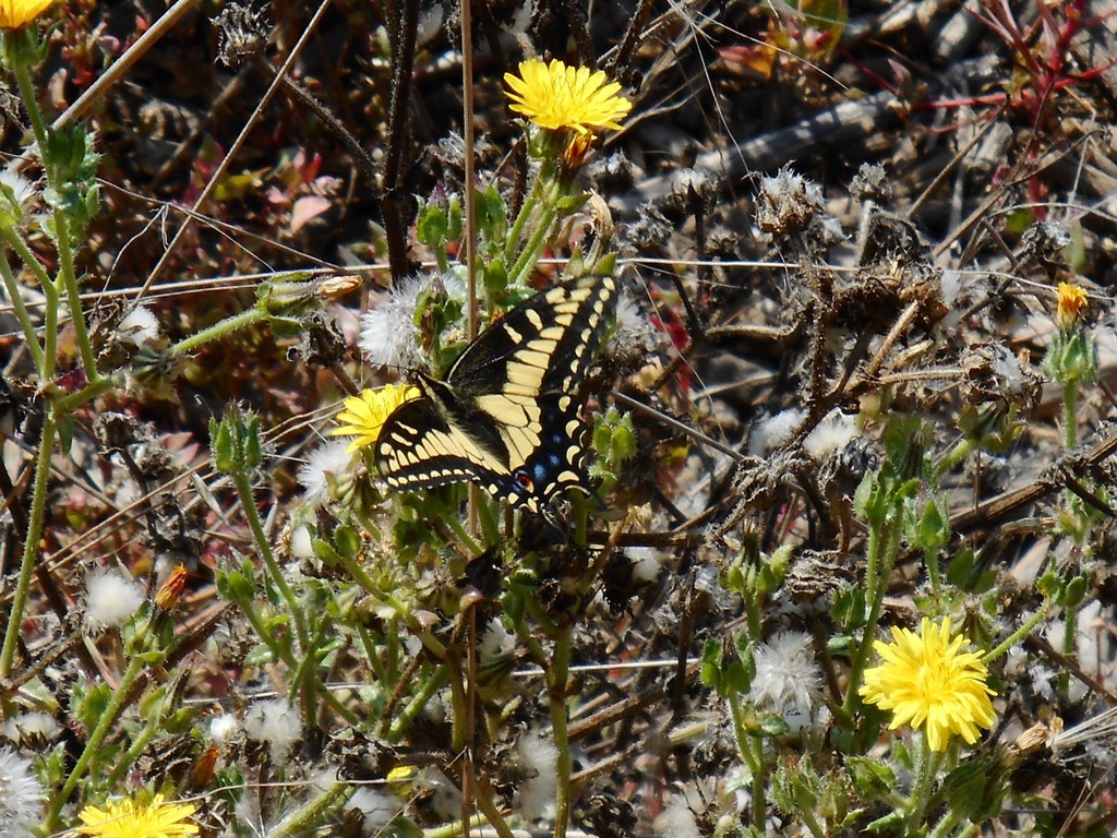 Anise Swallowtail from Point Molate Beach Park , California on ...