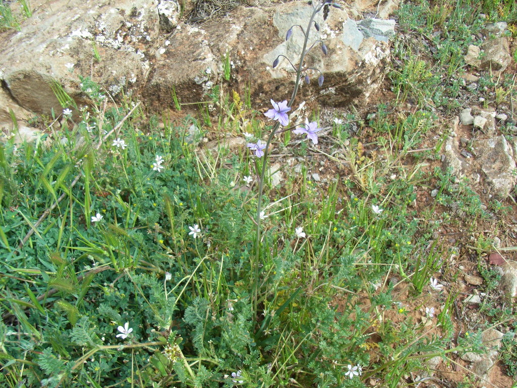 chocolate lily from Flinders Ranges SA 5434, Australia on September 18 ...
