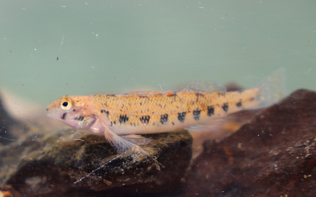 Perches, Darters, and allies (Percidae) - Marine Life Identification