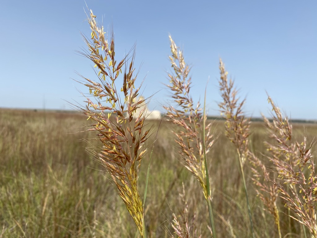 Indiangrass from Gove, Kansas, United States on September 15, 2020 at ...