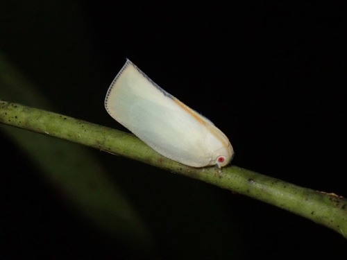 Genus Planata · iNaturalist