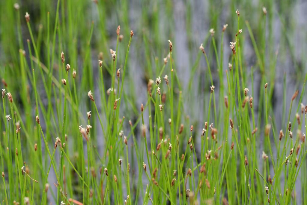 Eastern Blue-eyed Grass (Star Island Grasses and Flowers) · iNaturalist ...
