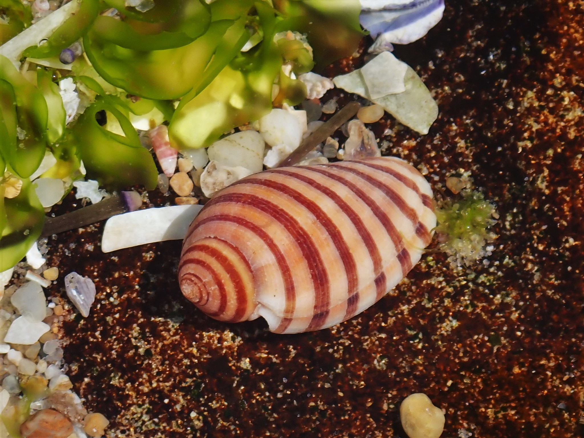 Vexilla Swainson, 1840