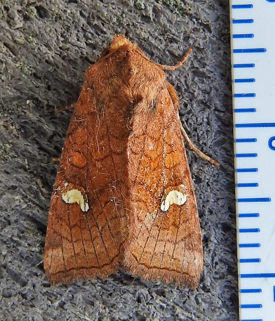 American Ear Moth from Windham, Vermont, United States on August 6 ...