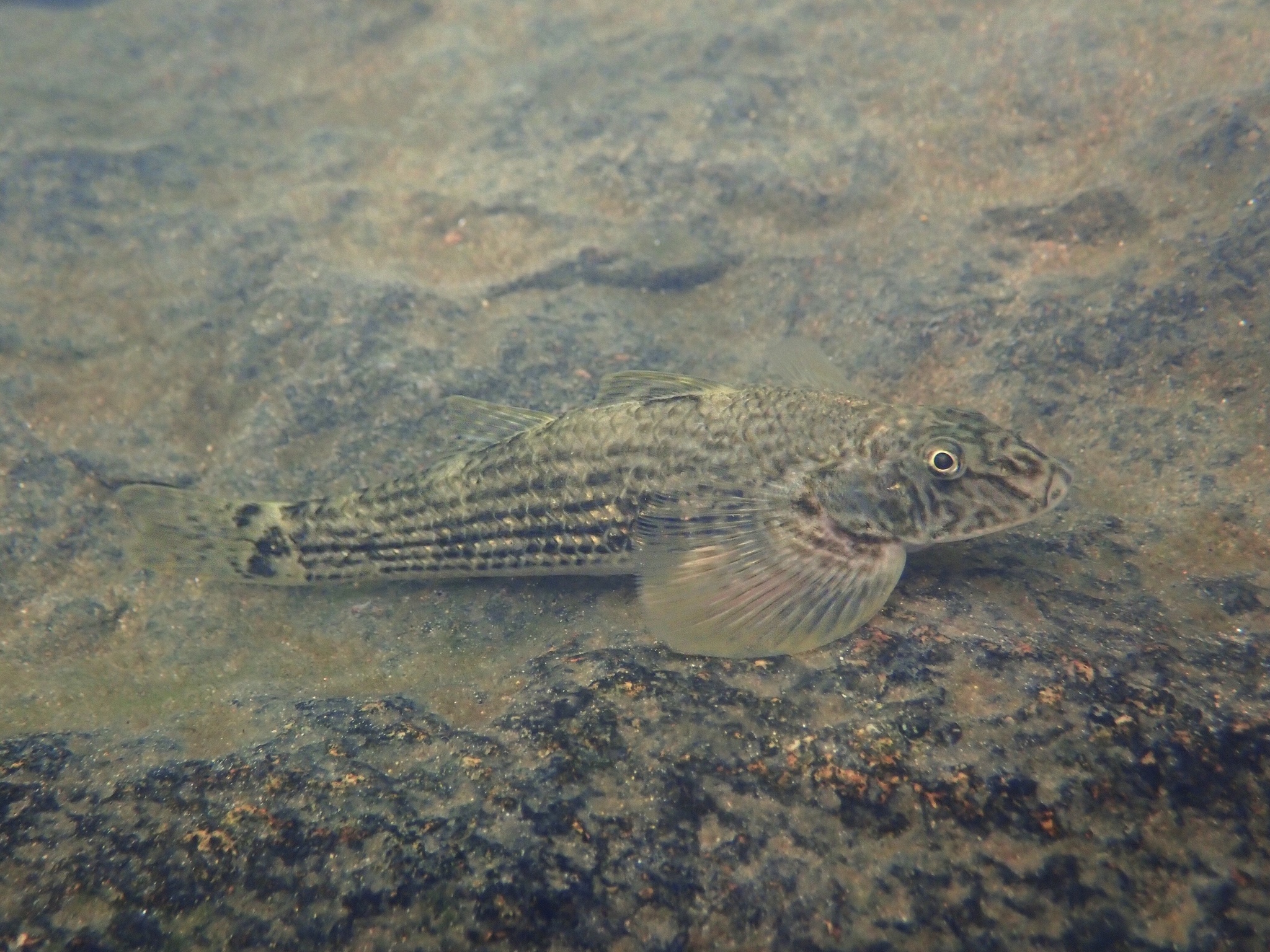 Rhyacichthys aspro (Valenciennes, 1837)