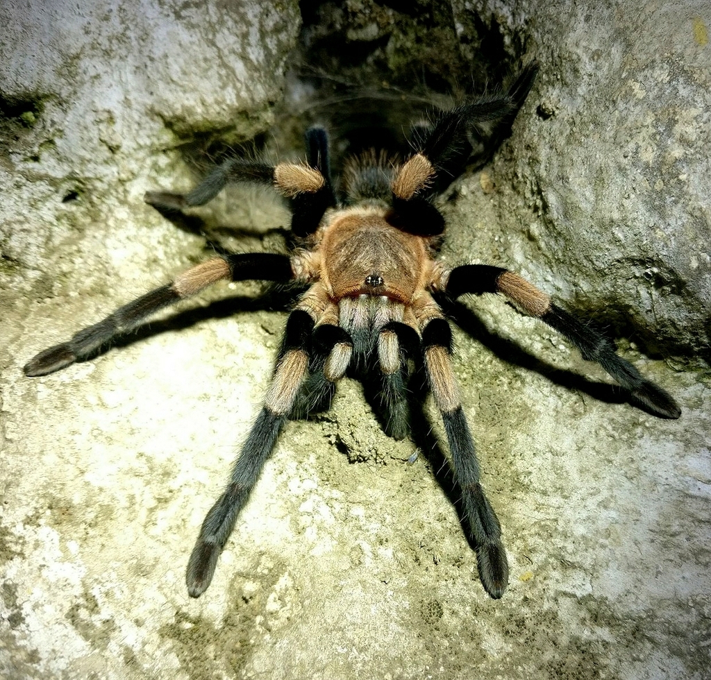 Himalayan Earth-tiger Tarantula from Location: 30.609000, 77.450000 on ...