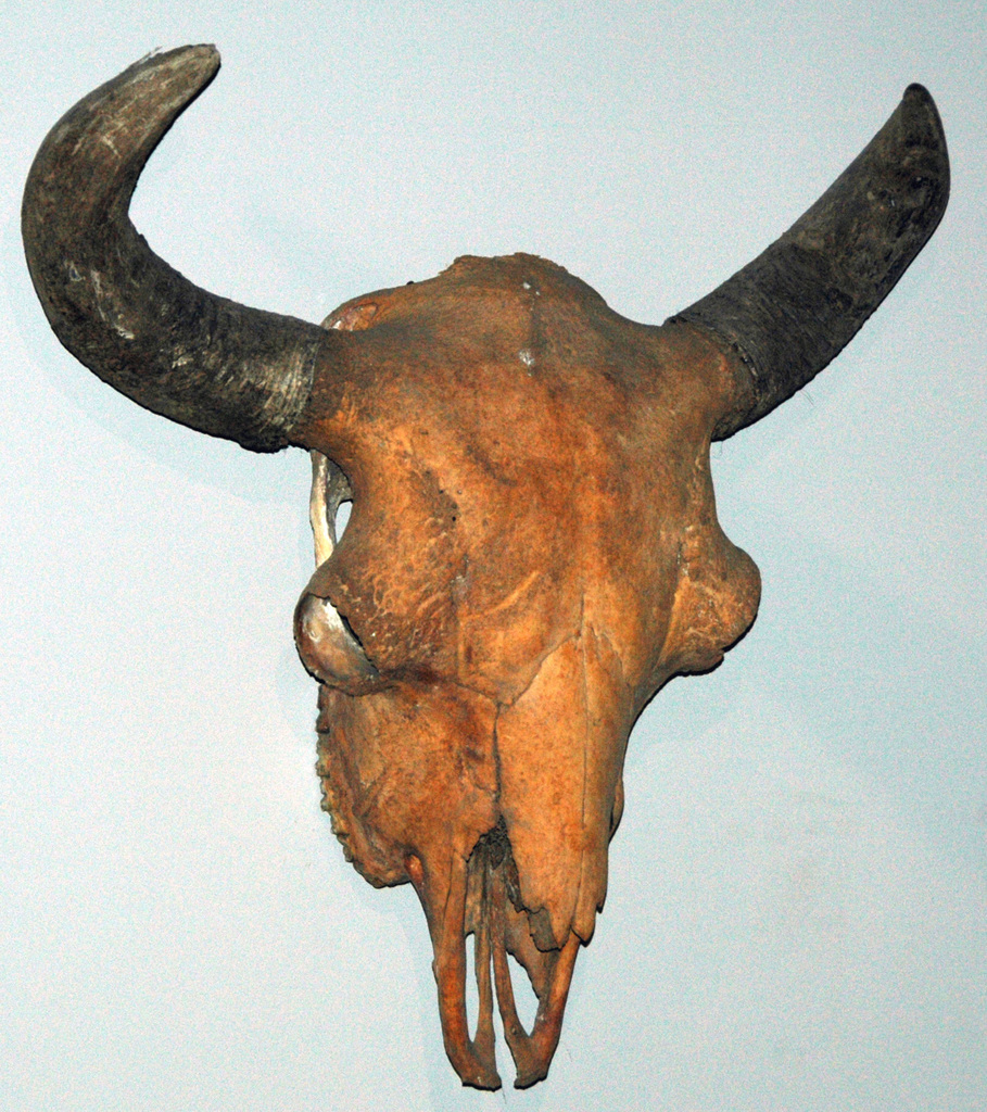 Ancient Bison (Bison antiquus) - Know Your Mammals