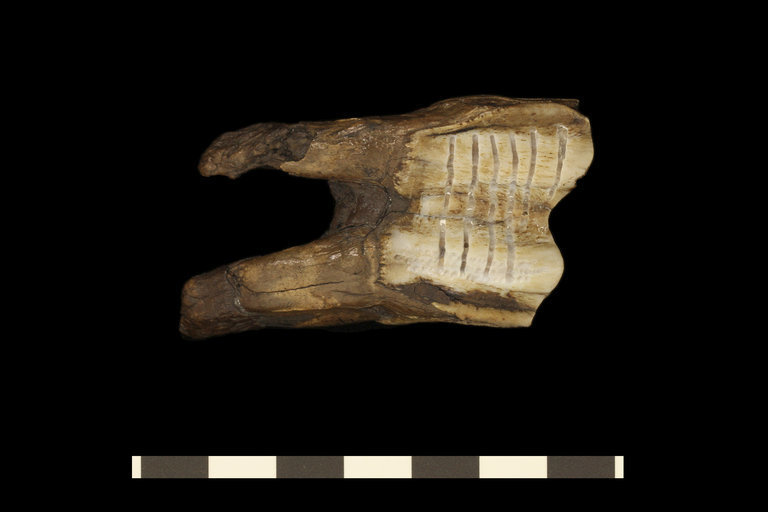 Ancient Bison (Bison antiquus) - Know Your Mammals