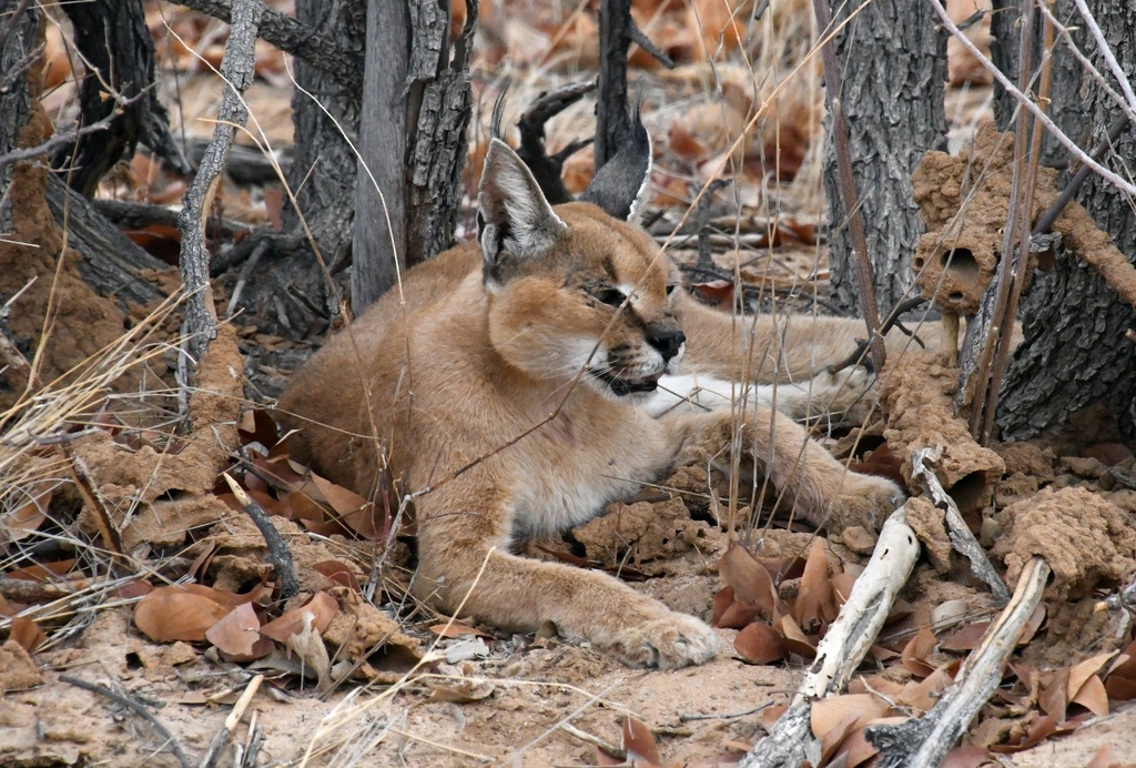 Southern and Eastern African Caracal (Caracal caracal caracal) - Know ...