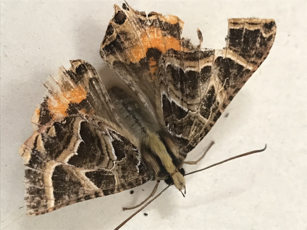 Coronidia meticulosa (Polillas de Jardín, Antioquia) · iNaturalist