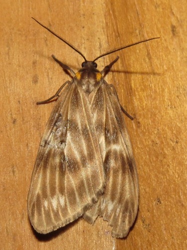 Chrysoglossa demades · iNaturalist Mexico