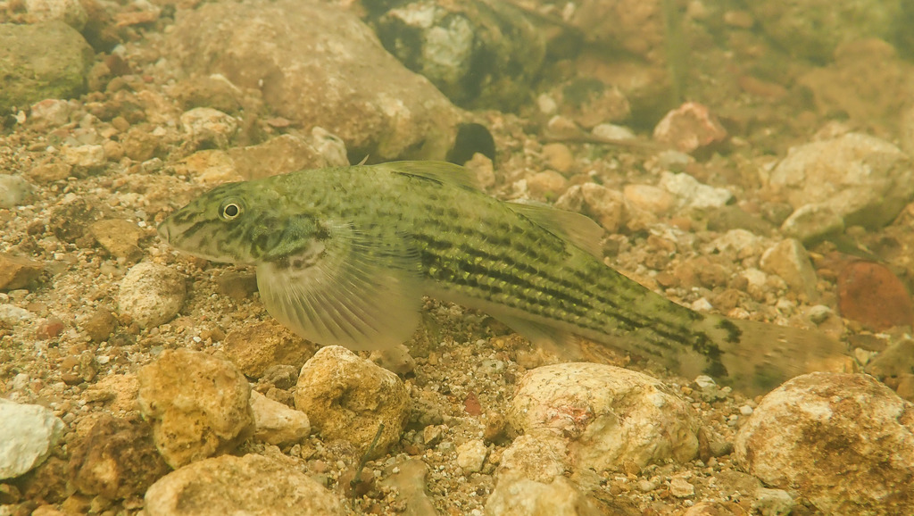 Aspro Loach Goby in September 2020 by H.T.Cheng · iNaturalist