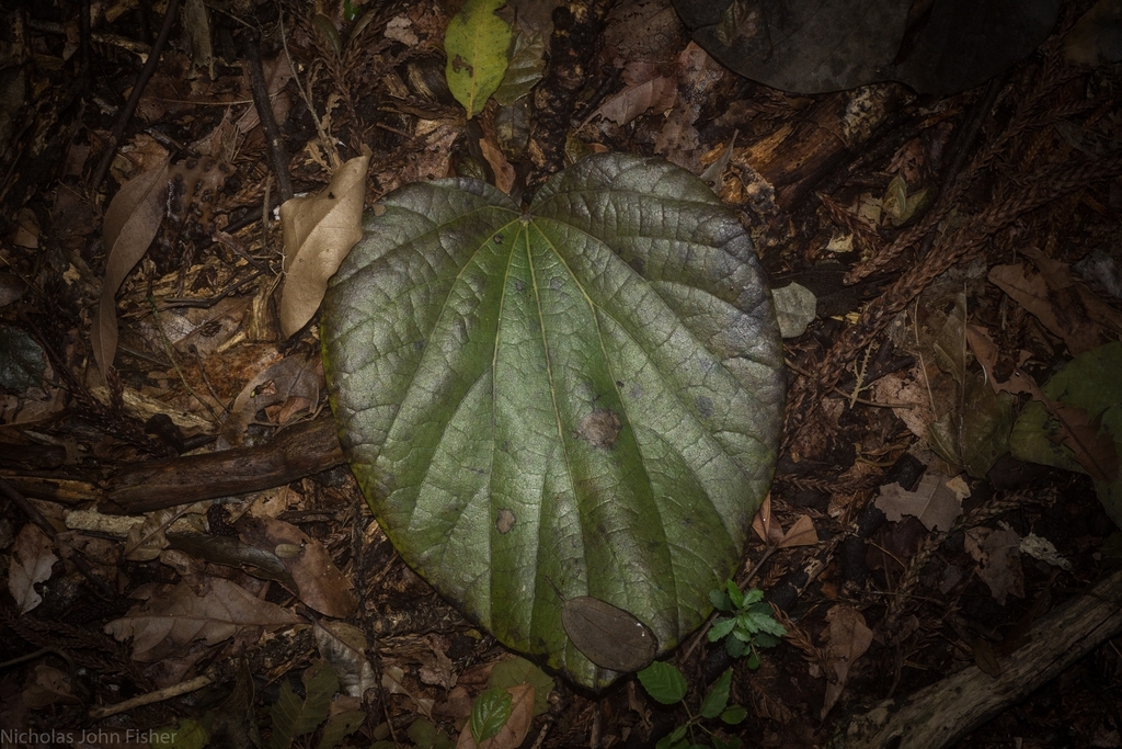 Big-Leaf Vine from Lismore NSW 2480, Australia on September 11, 2020 at ...