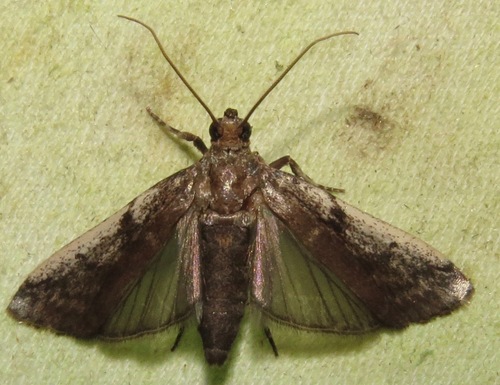 Ectomyelois muriscis · iNaturalist