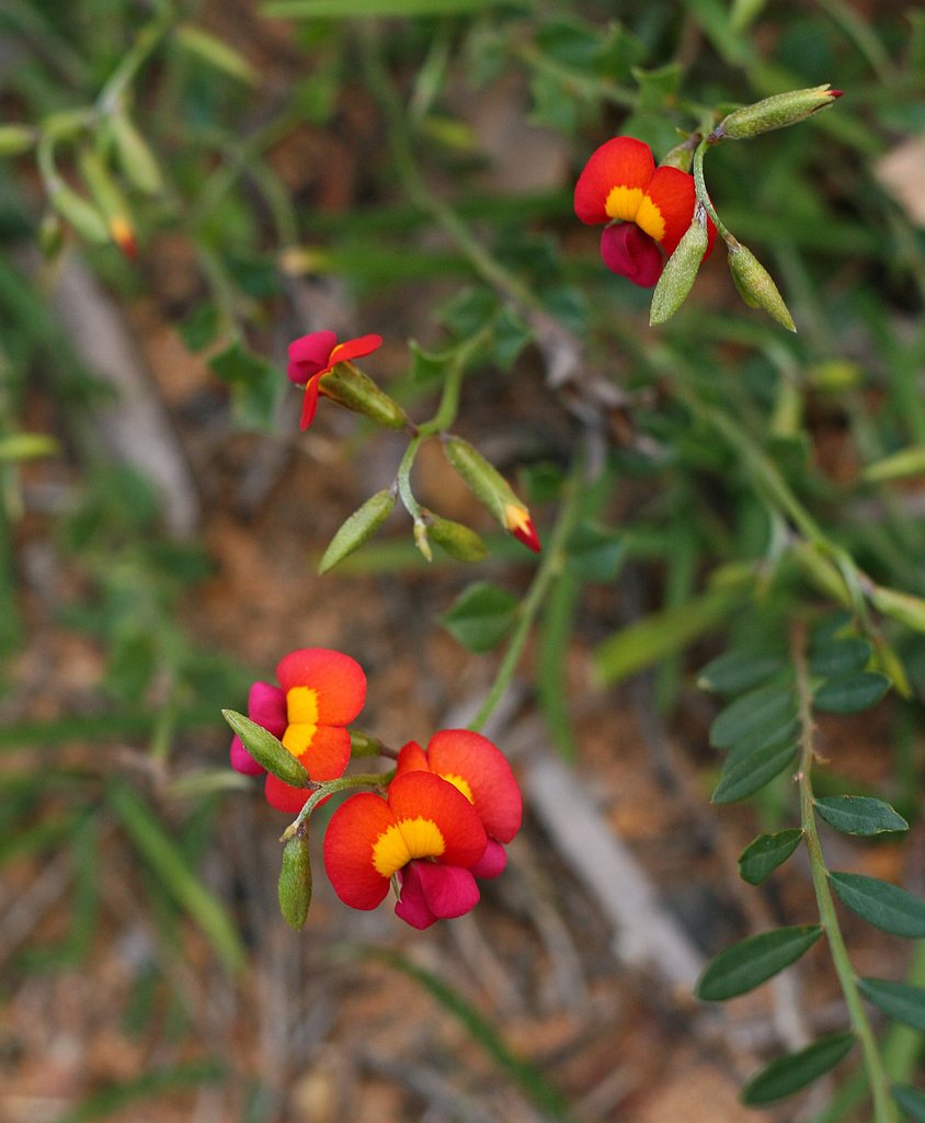Scarlet Flame Pea (Chorizema rhombeum) - Botanical Realm