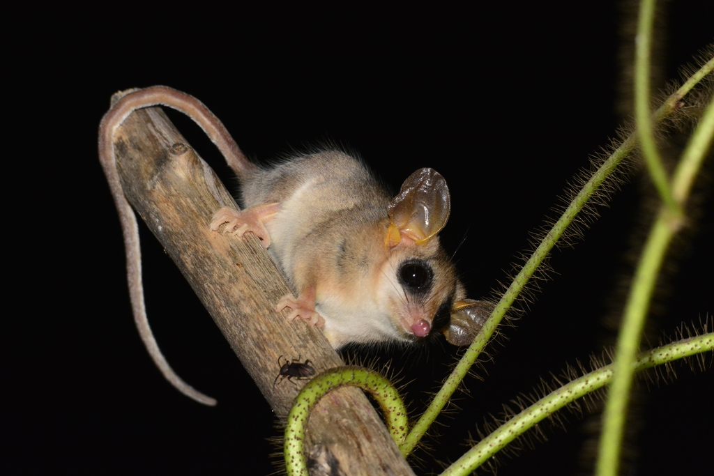Mouse Opossums (Marmosa) - Know Your Mammals