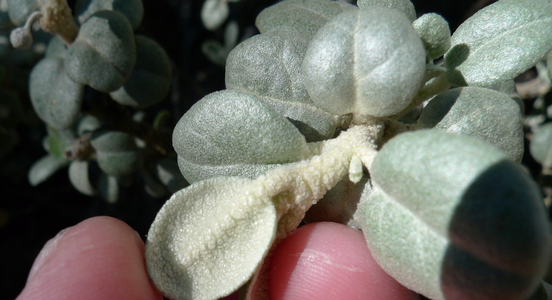 Roundleaf buffaloberry from Grand Canyon National Park, Arizona, USA on ...