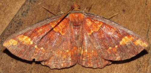 Genus Oenoptila · iNaturalist