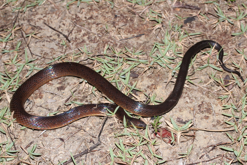 Atractus torquatus (Serpientes de Colombia) · iNaturalist