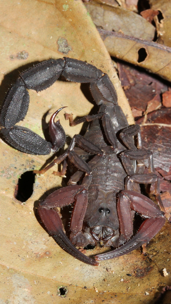 Tityus metuendus (Arachnids of Loreto, Peru) · iNaturalist