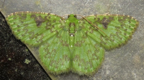 Nemoria anae · iNaturalist