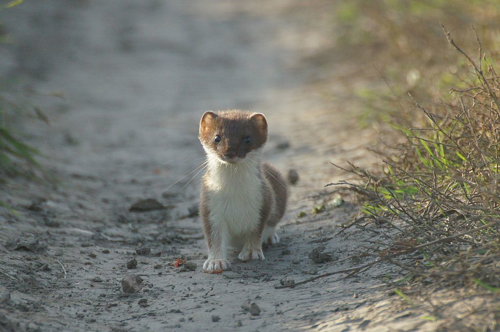 Eurasian Stoat from Ленинский р-н, Новосибирск, Новосибирская обл ...