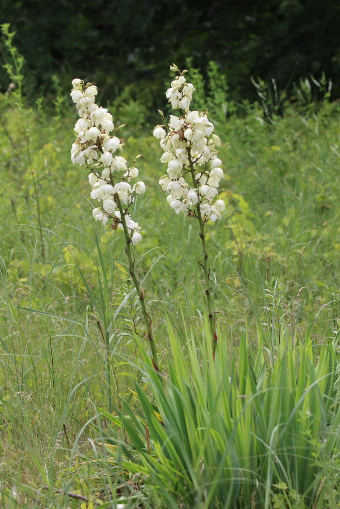 Weak-leaf Yucca from Pleasant Prairie, WI, USA on July 16, 2017 at 02: ...
