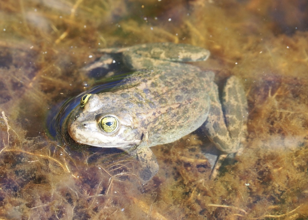 Oregon Spotted Frog in August 2020 by John G. Phillips · iNaturalist