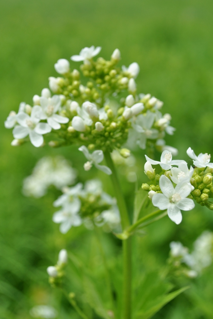 Glade Mallow (Napaea dioica) - Botanical Realm