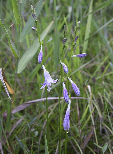 Swamp Hosta (Hosta longissima) · iNaturalist