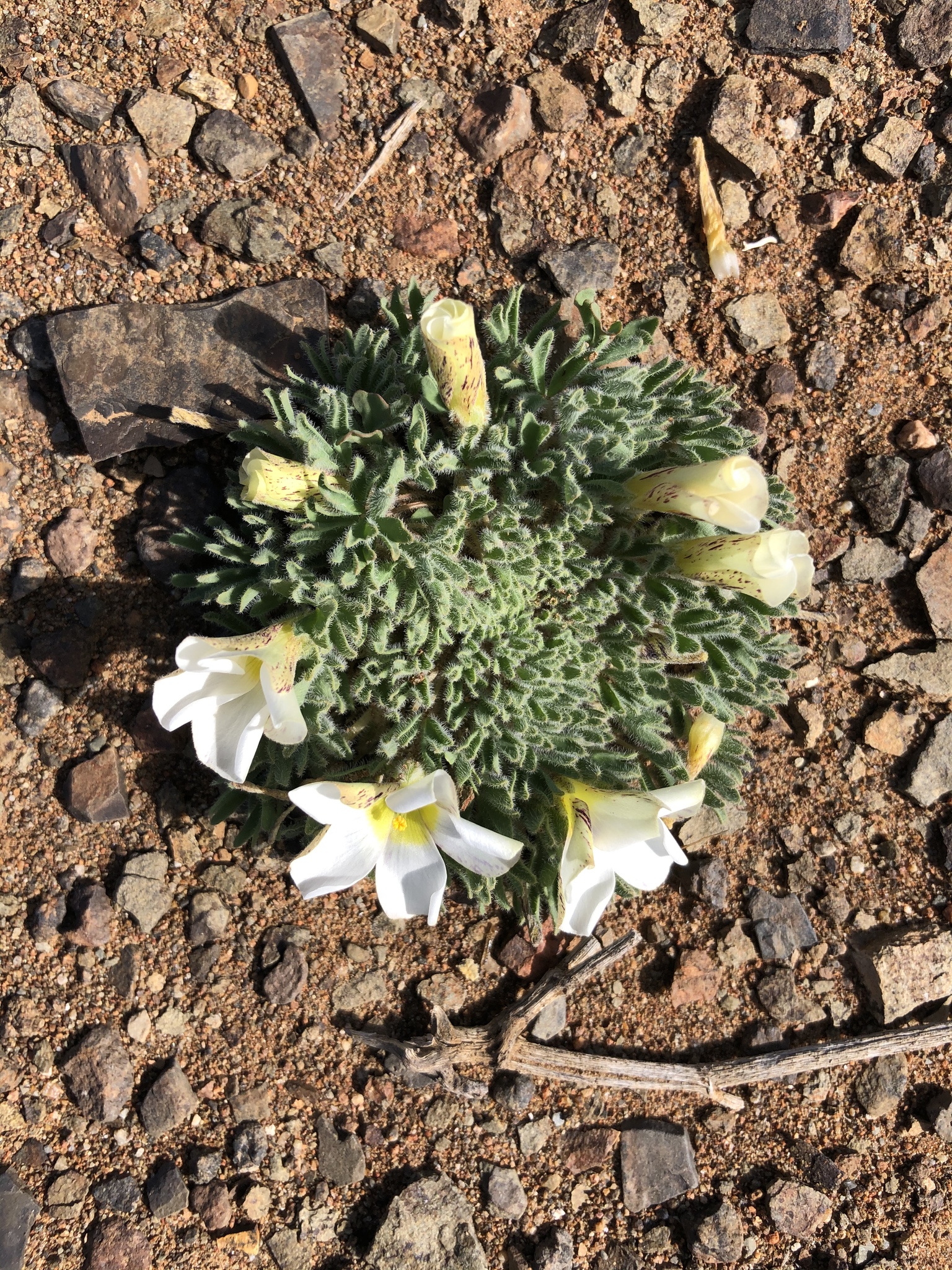 Oxalis annae F.Bolus