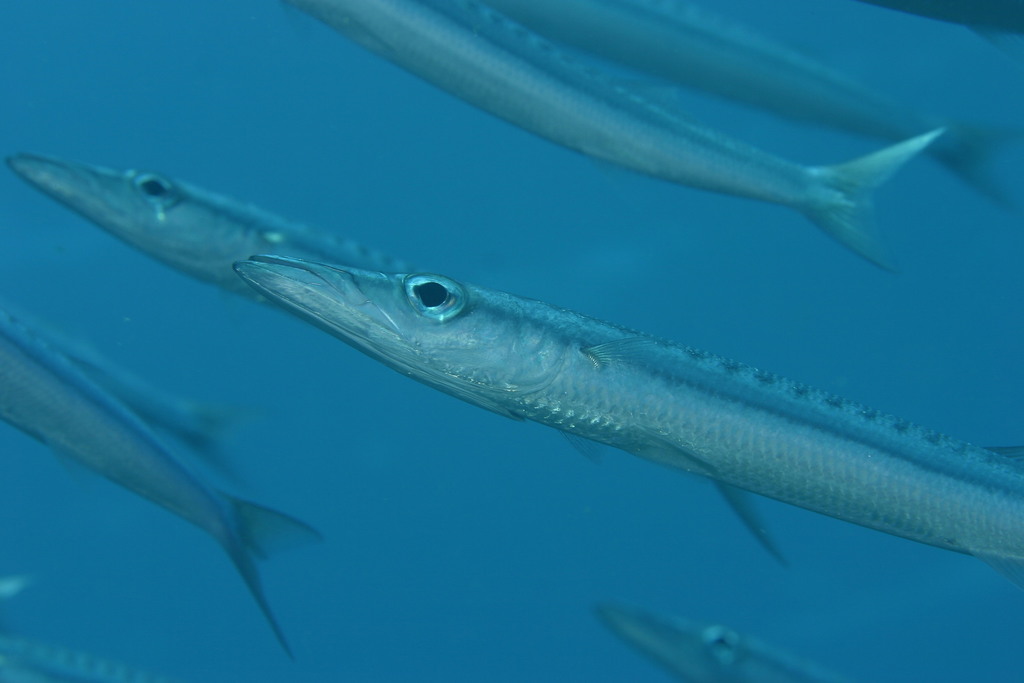 Barracudas (Sphyraena) - Marine Life Identification