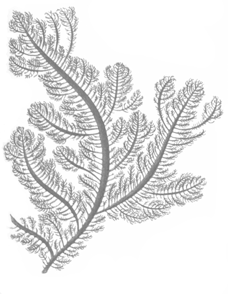 Ptilota pectinata (Star Island Intertidal Seaweeds) · iNaturalist