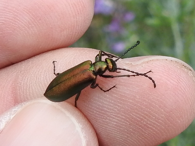 Lytta chloris (Meloid Beetles of the United States) · iNaturalist