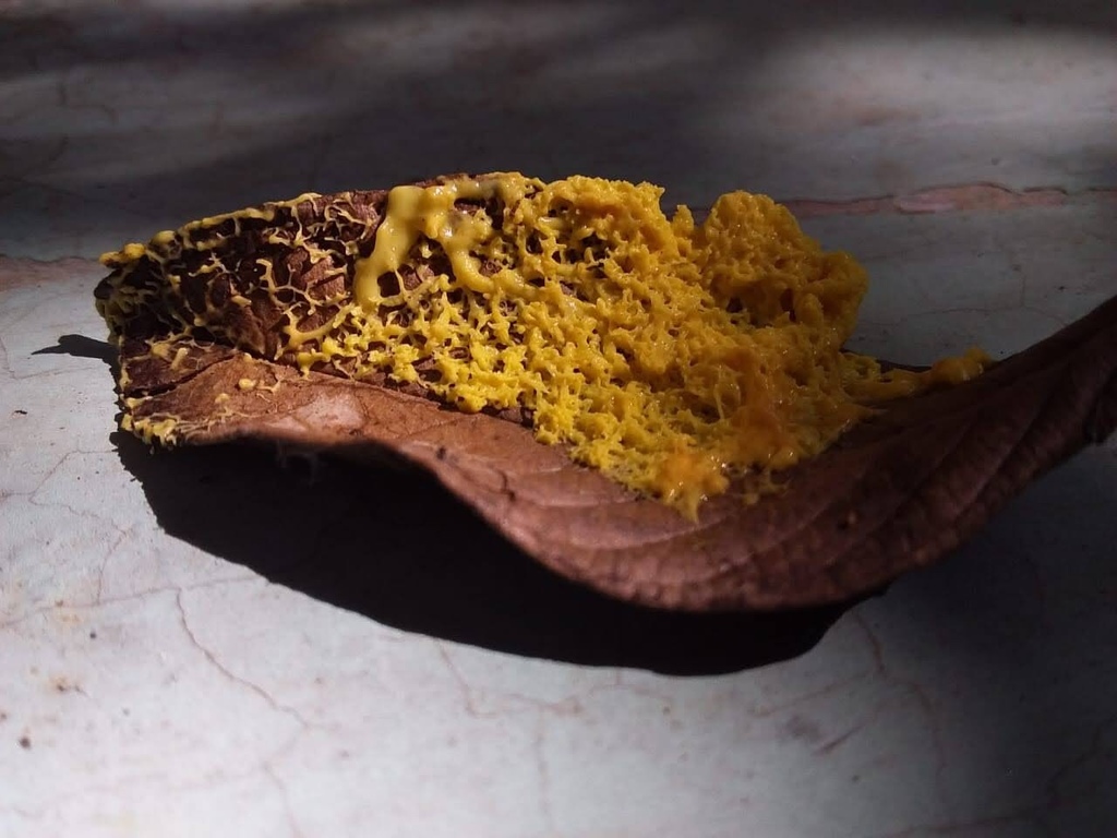 Dog Vomit Slime Mold from Calle Villa de Miquihuana, Ciudad Victoria ...