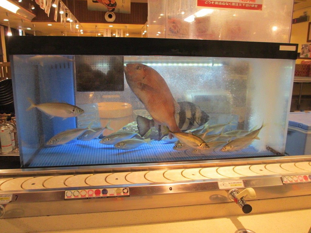 Red Seabream (Pagrus major) - Marine Life Identification