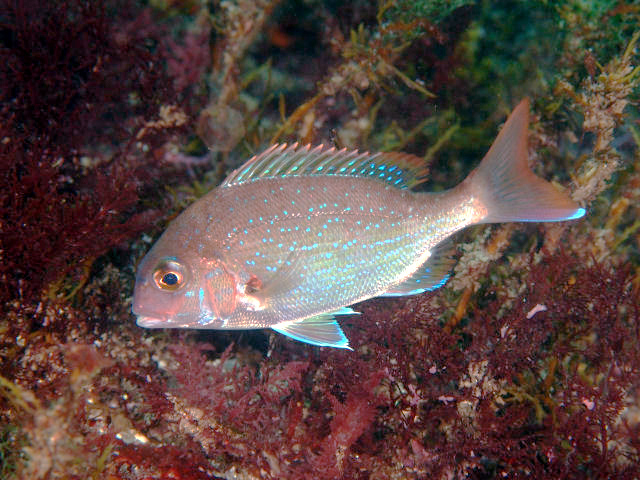 Red Seabream (Pagrus major) - Marine Life Identification