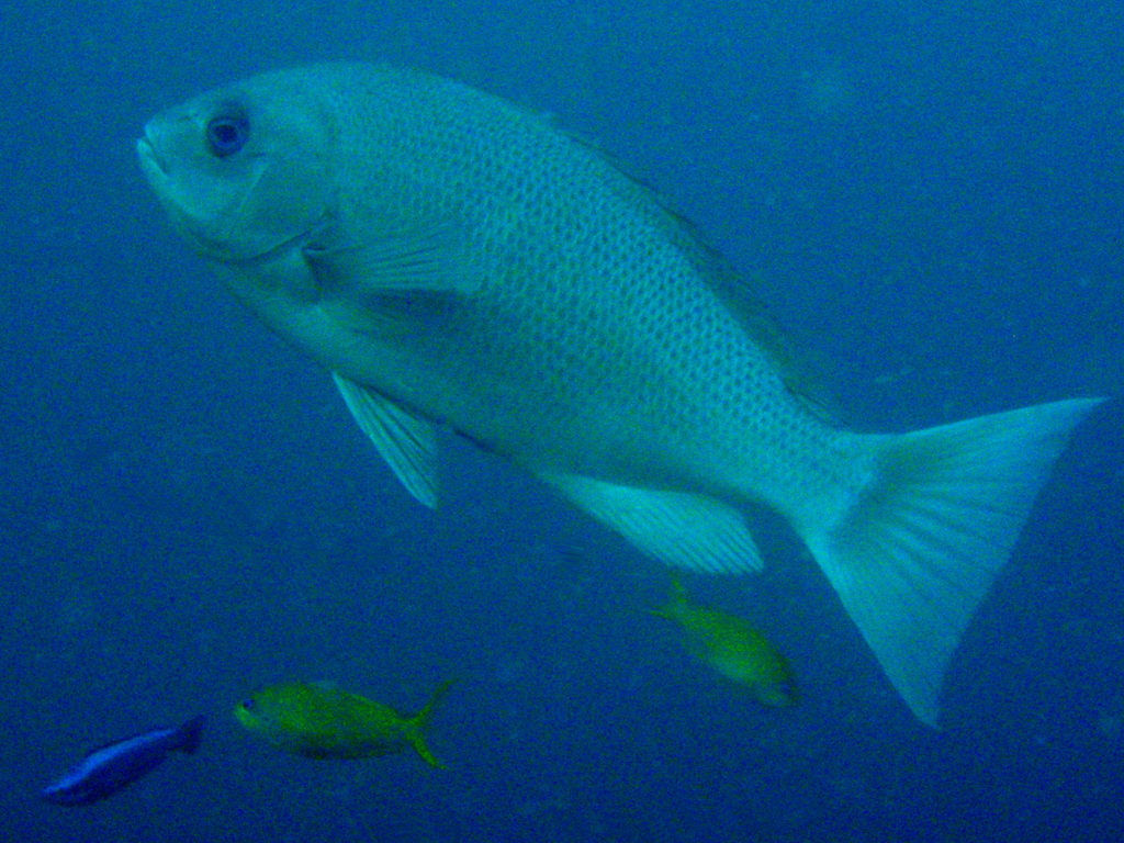 Red Seabream (Pagrus major) - Marine Life Identification