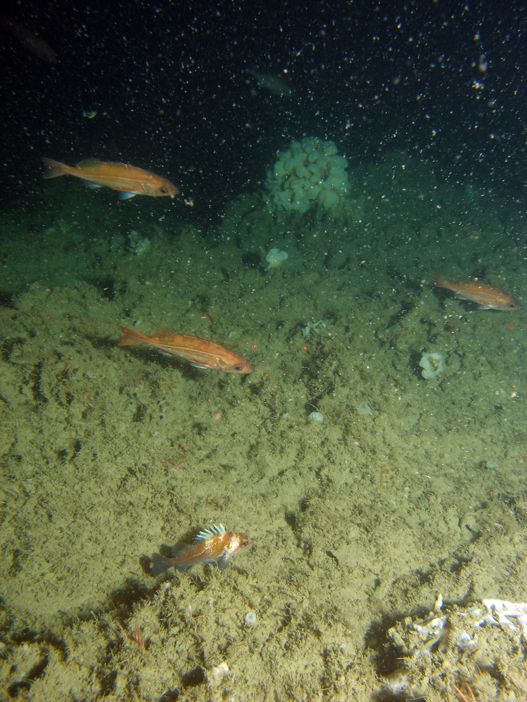 Redstripe Rockfish (RCA monitoring annotation species ID guide ...