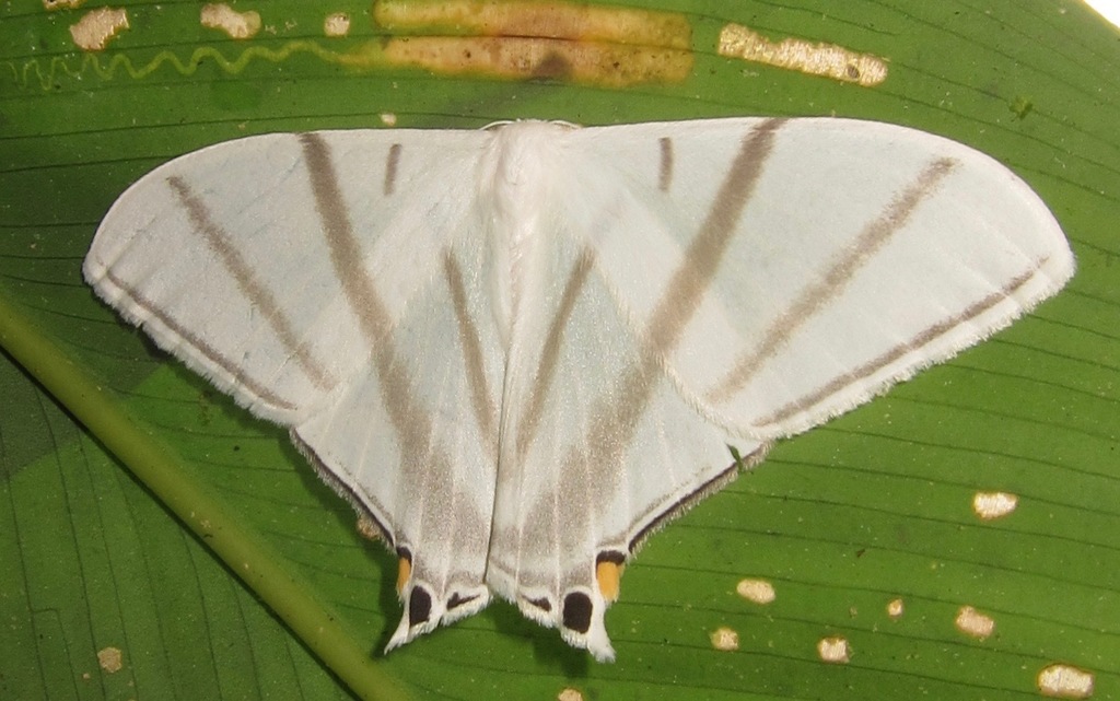 Therinia transversaria (Arenal Costa Rica) · iNaturalist