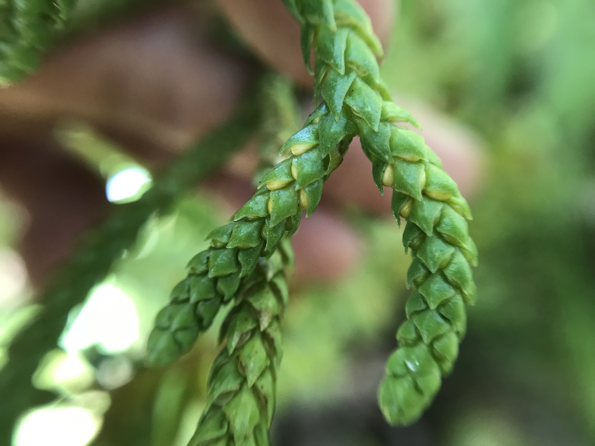 Phlegmariurus phyllanthus (Hook. & Arn.) R.D.Dixit